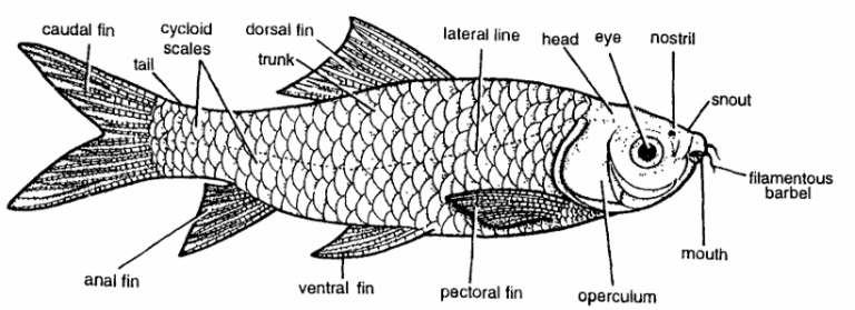 LABEO ROHITA (ROHU) | Zoologyverse