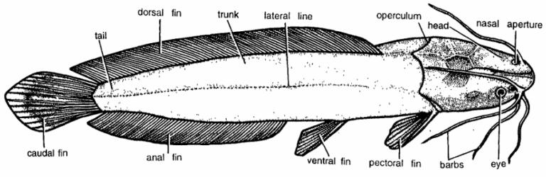 CLARIAS (Cat fish) | Zoologyverse