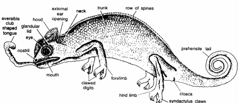 CHAMELEON | Zoologyverse