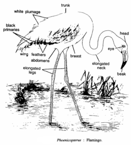 Phoenicopterus (Flamingo) | Zoologyverse