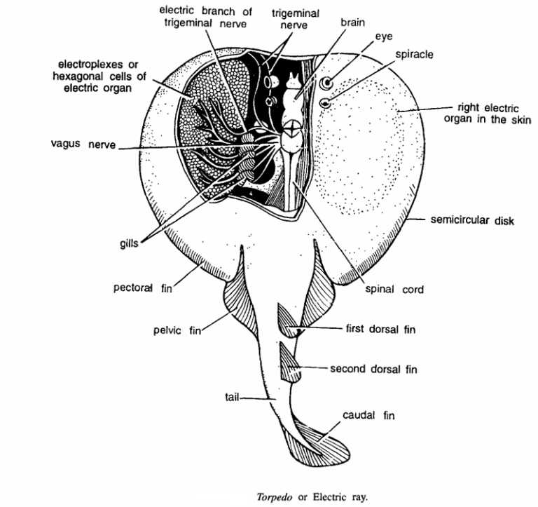 TORPEDO (ELECTRIC RAY) | Zoologyverse