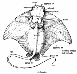 MYLIOBATIS (EAGLE RAY) | Zoologyverse