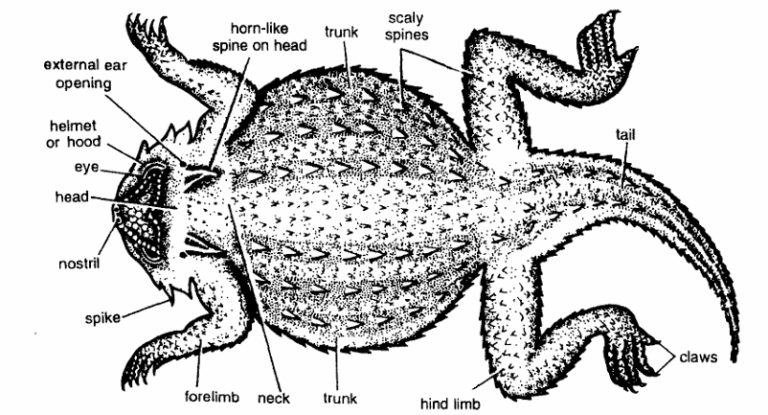 PHRYNOSOMA (HORNED TOAD) | Zoologyverse