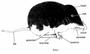 SOREX (SHREW) | Zoologyverse