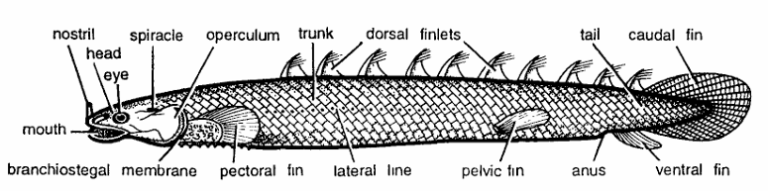 POLYPTERUS (BICHIR) | Zoologyverse