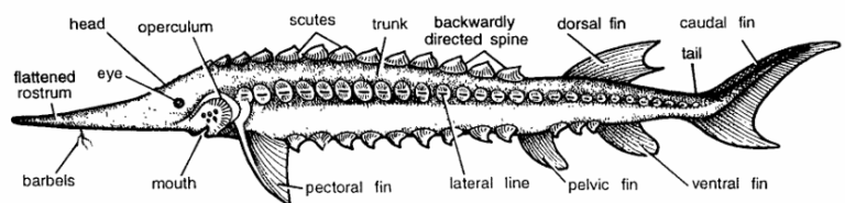 ACIPENSER (STURGEON) | Zoologyverse