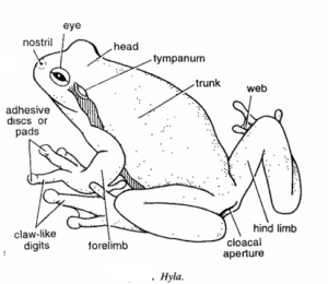 Hyla | Tree Frog | Zoologyverse