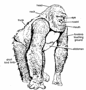 GORILLA | Zoologyverse