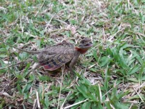 DRACO (FLYING LIZARD) | Zoologyverse