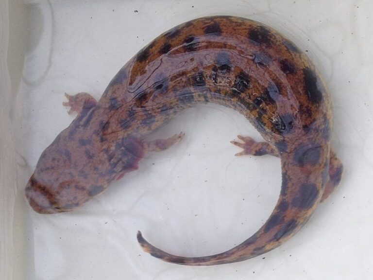 NECTURUS (MUD PUPPY) | Zoologyverse