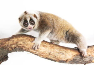 LORIS | Zoologyverse