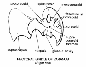 PECTORAL GIRDLES IN VERTEBRATES | Zoologyverse | 2025