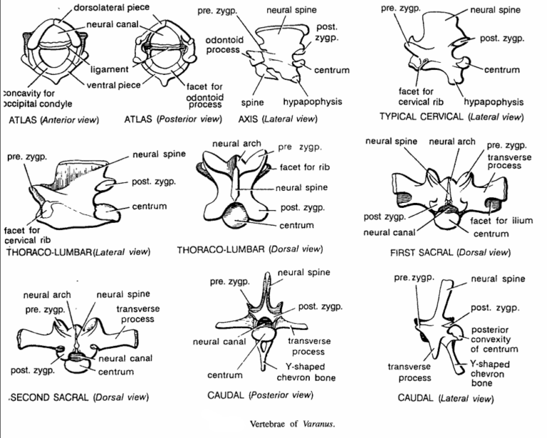 BONES OF VERTEBRAL COLUMN | Zoologyverse