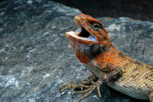 CALOTES (GARDEN LIZARD) | Zoologyverse