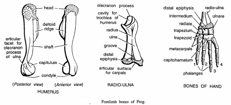 FORELIMB BONES OF VERTEBRATES | Zoologyverse