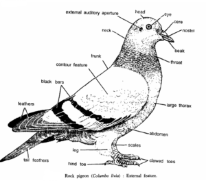DISSECTION OF PIGEON | Zoologyverse