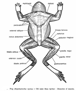 DISSECTION OF FROG | Zoologyverse | 2025