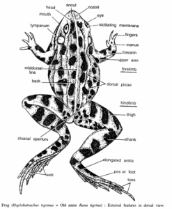DISSECTION OF FROG | Zoologyverse | 2025