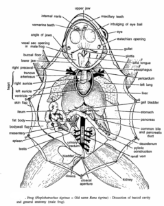 DISSECTION OF FROG | Zoologyverse