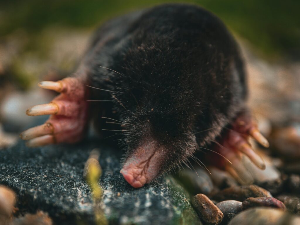 TALPA (MOLE) | Zoologyverse