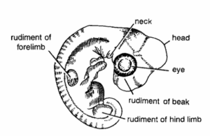 DEVELOPMENT OF CHICK EMBRYO | Zoologyverse