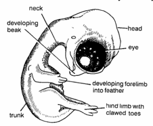 DEVELOPMENT OF CHICK EMBRYO | Zoologyverse