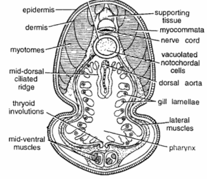 CYCLOSTOMATA SLIDES (Ammocoete Larva) | Zoologyverse | 2025