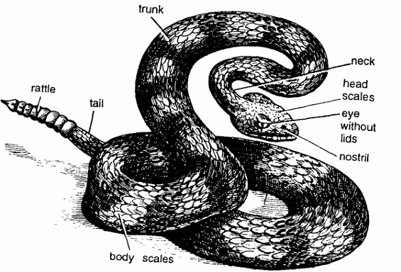 CROTALUS (RATTLE SNAKE) | Zoologyverse