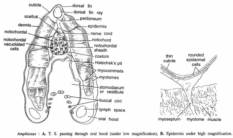 AMPHIOXUS SLIDES | Zoologyverse