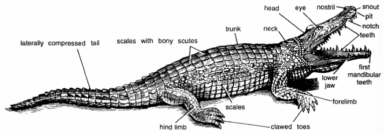 CROCODYLUS (CROCODILE) | Zoologyverse