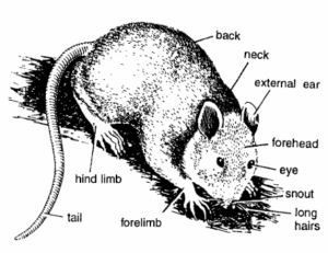 RATTUS RATTUS (RAT) | Zoologyverse