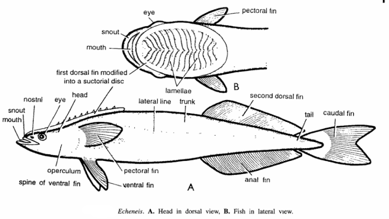 ECHENEIS (SUCKER FISH) | Zoologyverse