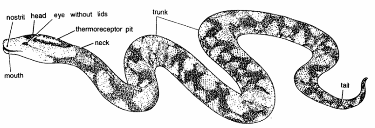 PYTHON (AJGAR) | Zoologyverse