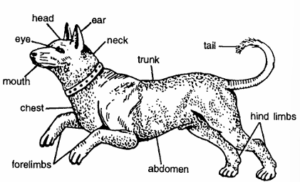 CANIS FAMILIARIS (DOMESTIC DOG) | Zoologyverse