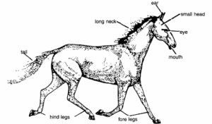EQUUS CABALLUS (HORSE) | Zoologyverse | 2025