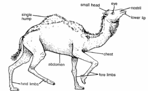 CAMELUS DROMEDARIUS (ARABIAN CAMEL) | Zoologyverse