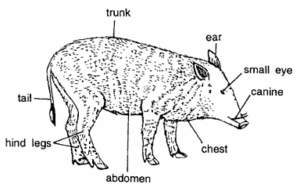 SUS SCROFA (WILD BOAR) | Zoologyverse