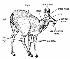 MOSCHUS MOSCHIFERUS (MUSK DEER) | Zoologyverse