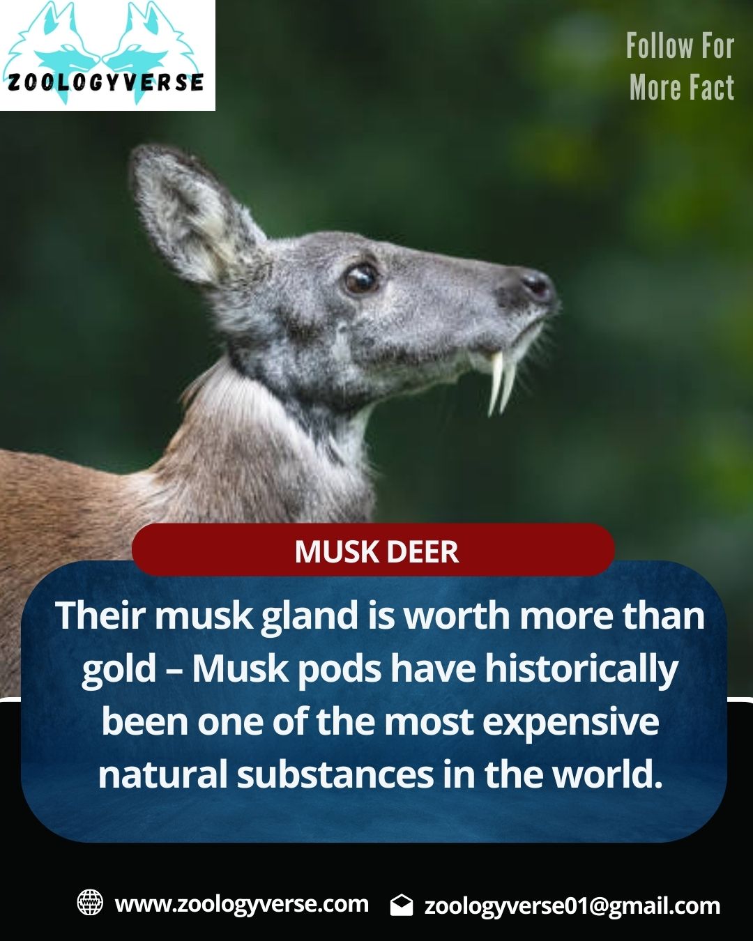 MOSCHUS MOSCHIFERUS (MUSK DEER) | Zoologyverse | 2025