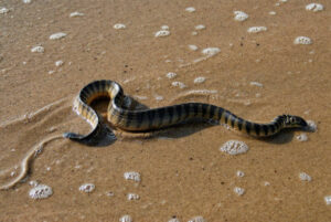 HYDROPHIS (SEA SNAKE) | Zoologyverse