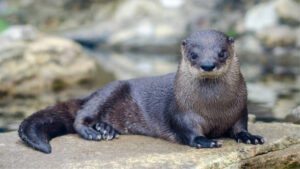 LUTRA (OTTER) | Zoologyverse