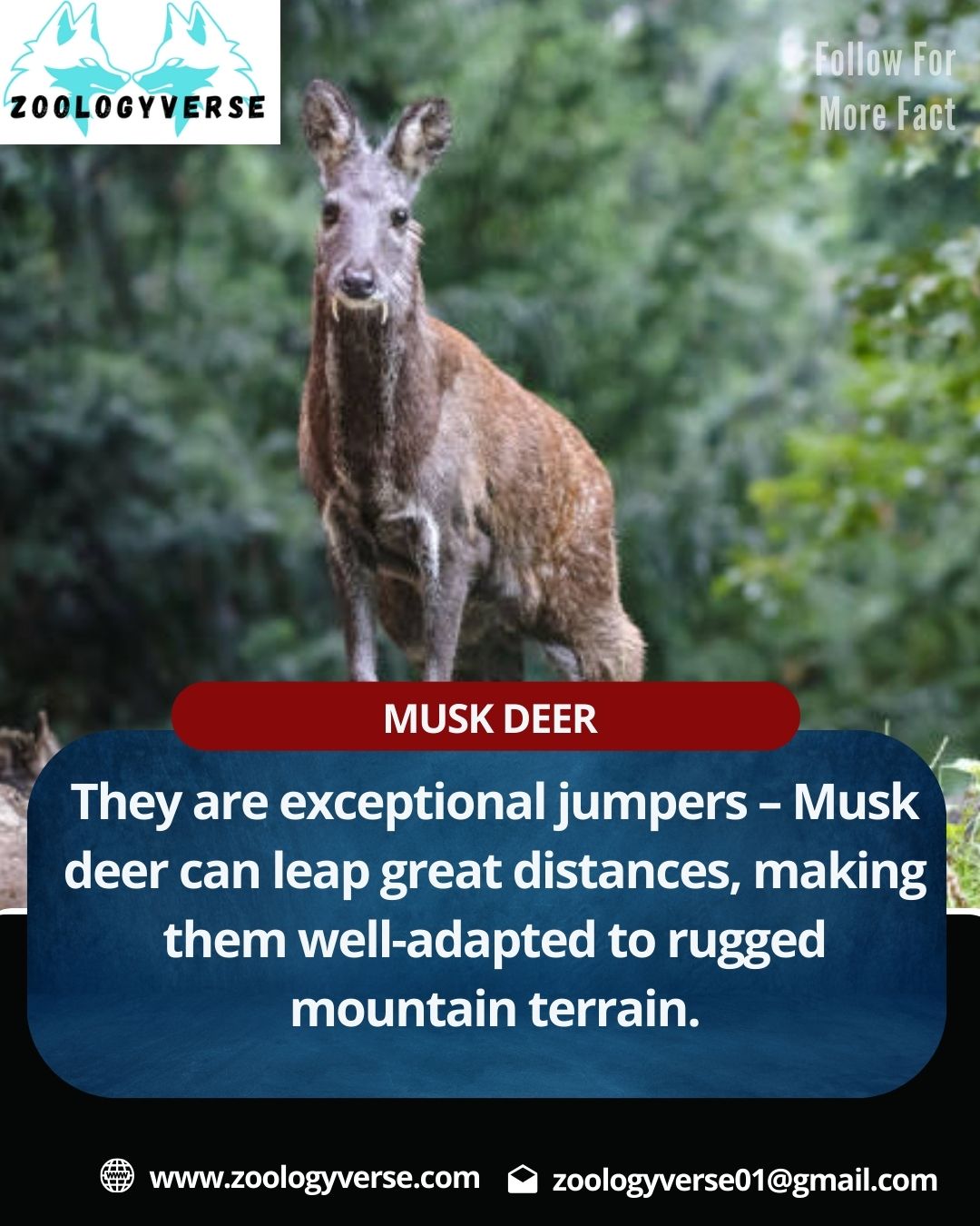 MOSCHUS MOSCHIFERUS (MUSK DEER) | Zoologyverse