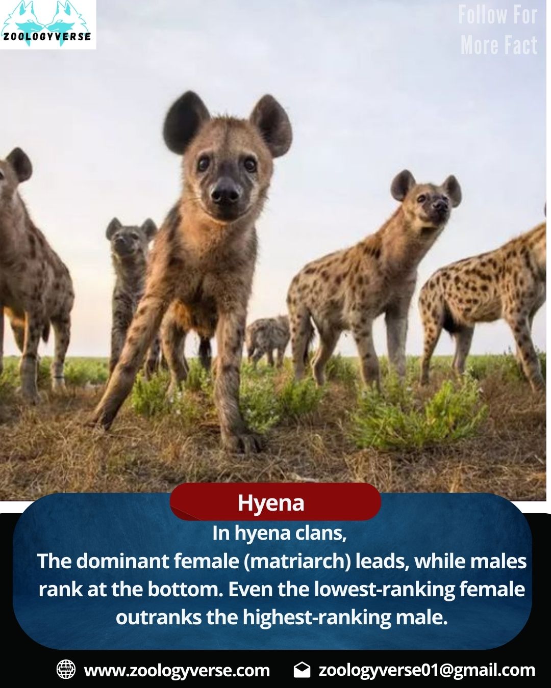 HYENA | Zoologyverse | 2025