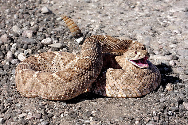 CROTALUS (RATTLE SNAKE) | Zoologyverse
