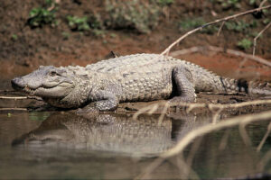 CROCODYLUS (CROCODILE) | Zoologyverse