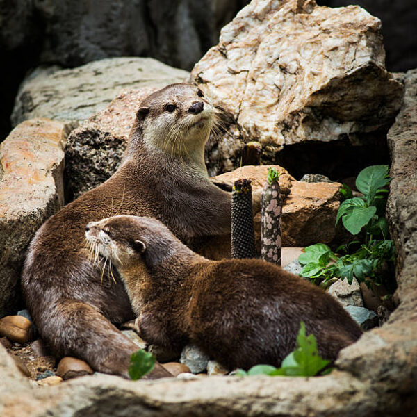 LUTRA (OTTER) | Zoologyverse