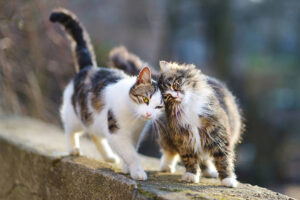 FELIS DOMESTICUS (CAT) | Zoologyverse