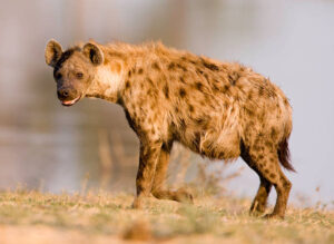 HYENA | Zoologyverse