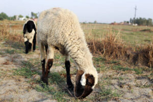 OVIS : SHEEP | Zoologyverse