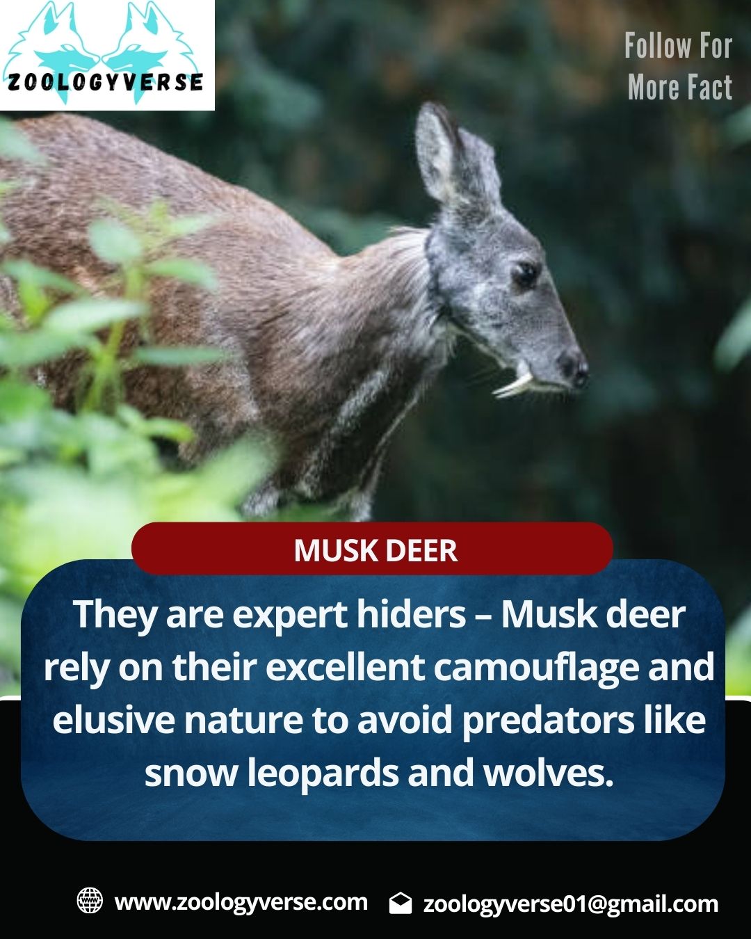 MOSCHUS MOSCHIFERUS (MUSK DEER) | Zoologyverse | 2025